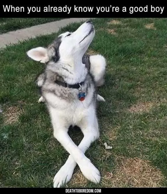 34 Adorable Animal Pictures So Funny You'll LOL