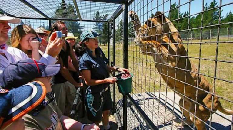 The Zoo In China Locks Humans Up In Cages And Lets The Animals Roam Free