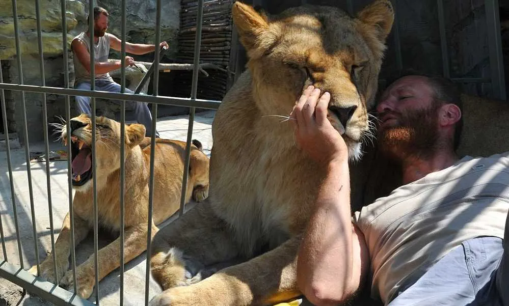 Zoo Owner Spends Five Weeks In Cage With Lions And Documents His Experience