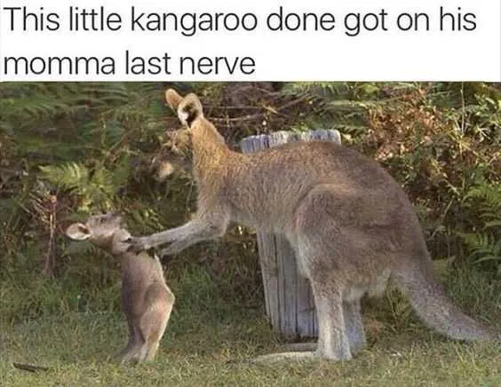 24 Hilarious Animal Pictures With Captions