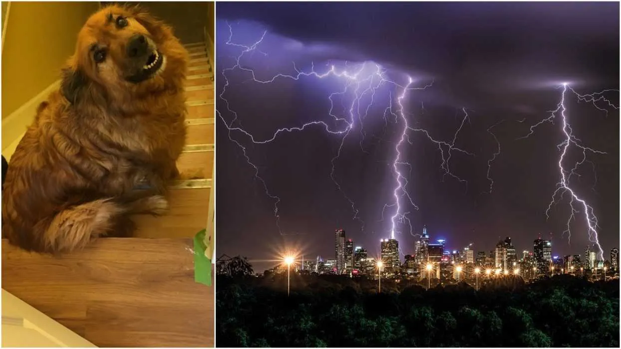 Nervous Dog Finds Comfort In Unlikely Friend