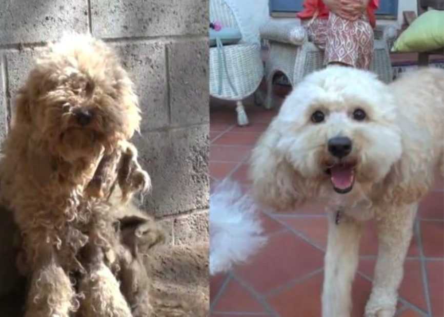 Homeless Poodle Was Hiding In Fear, Now She's Completely Transformed
