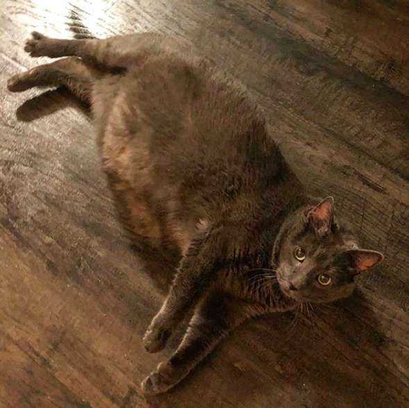 People Are In Love With This 'Thicc Cat' And You Can Clearly See Why