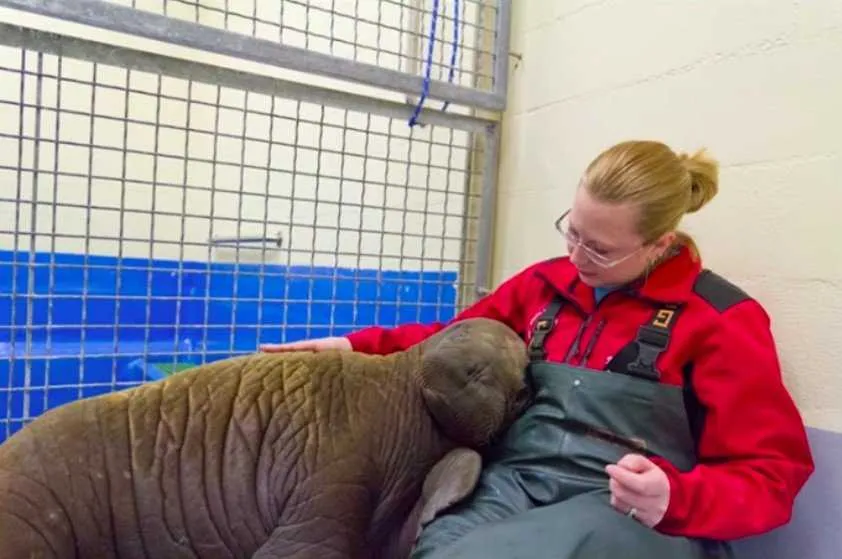 Lonely Baby Walrus Jumps Into Gold Dredgers' Ship, Gets So Attached ...