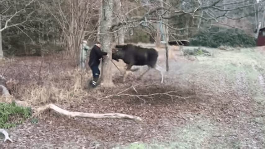 Two Men While On Their Morning Walk See A Wild Animal Stuck In Branches ...