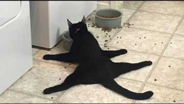 15 Funny As Heck Animals