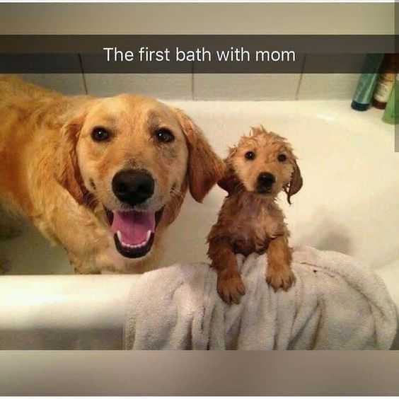 36 Funny Animal Pics And Memes That Will Help You Survive The Week