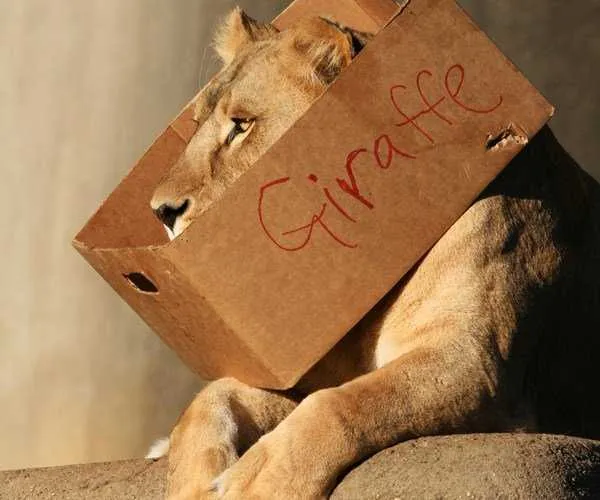 20 Funny Big Cats Who Love Cardboard Boxes Too