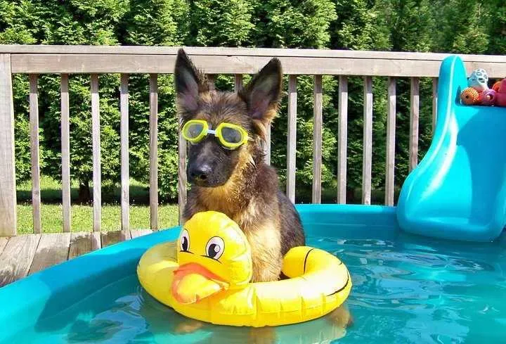 20 Pictures Of Adorable Animals Playing In A Pool And Having A Tail ...