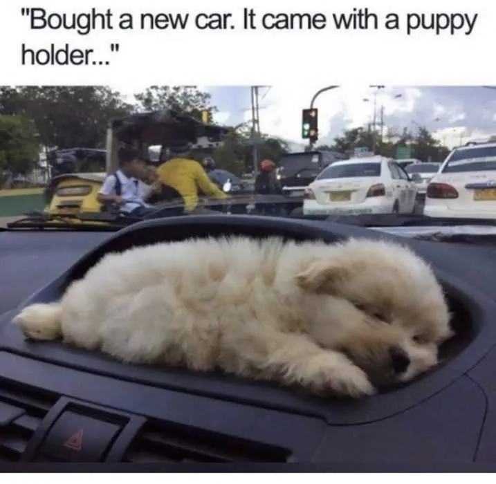 27 Doggo Pictures That Are Doggone Delightful | The Funny Beaver