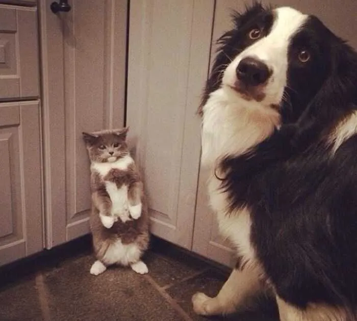 20 Funny Dogs Who Are Clearly In Trouble | The Funny Beaver