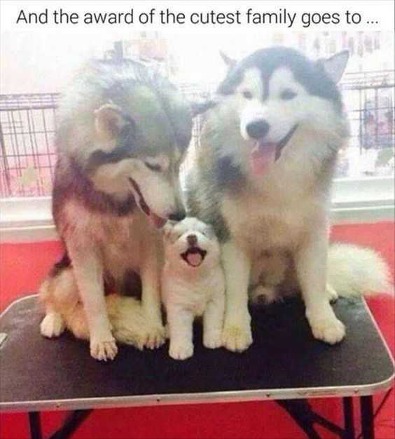 25 Of The Cutest Baby Animal Pictures That Will Make You Fall In LOVE