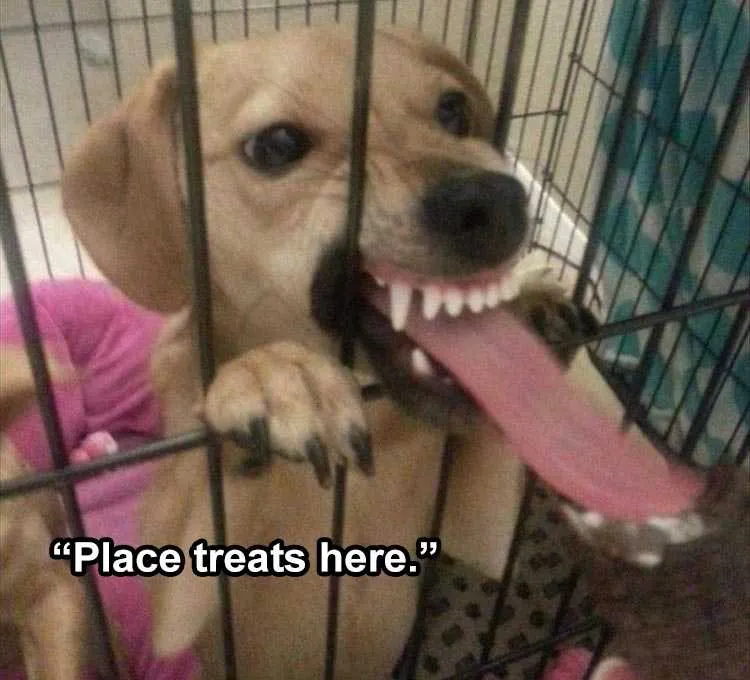 Top 24 LOL Animal Memes That'll Make You ROFL