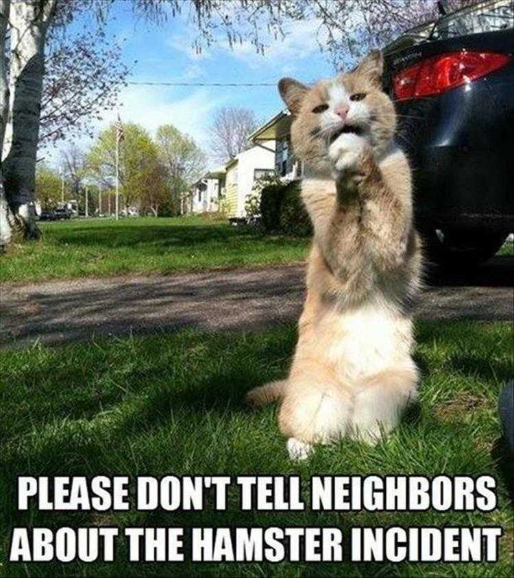 Top 35 Hilarious Pet Memes Of The Day