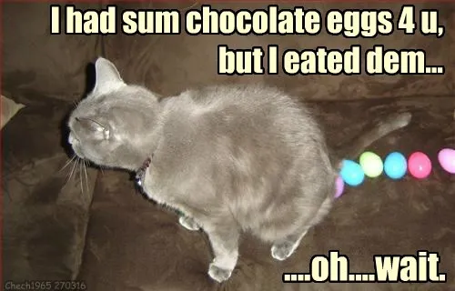 20 Funny Cat Easter Memes Too Cute To Not Share