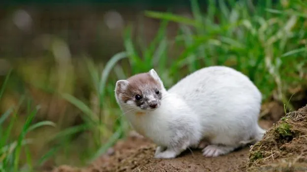 25 Stoat Pictures Because They're The Cutest Little Predators