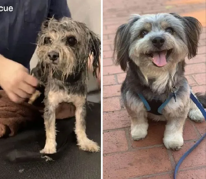 30 Heartwarming Pictures Of Rescue Dogs