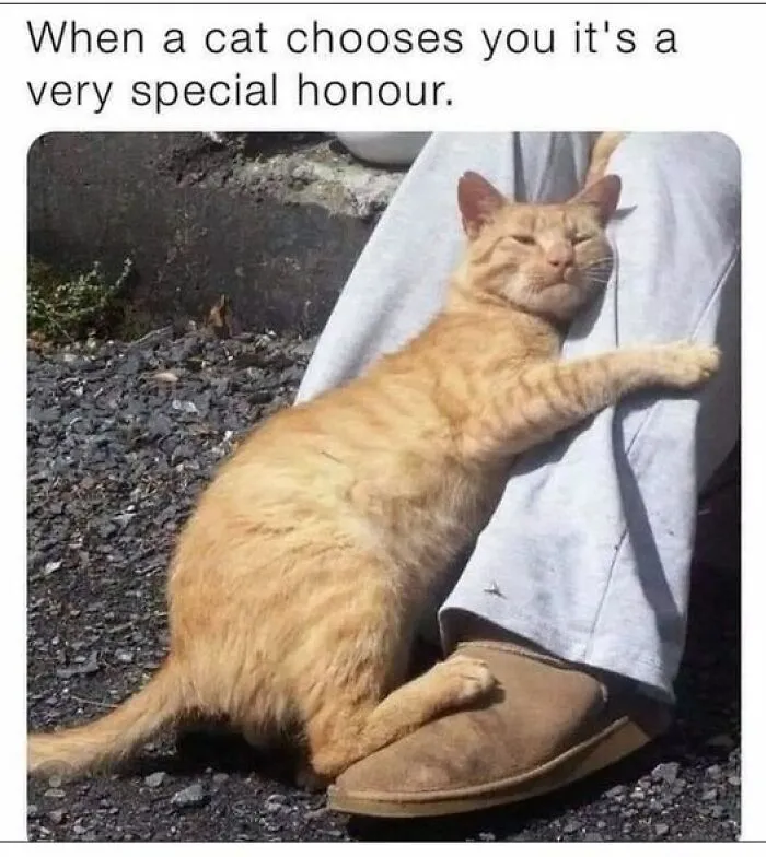 30 Hilarious Cat Posts And Memes