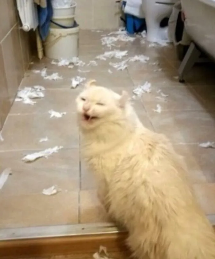 30 Cats Caught Off Guard In Adorably Scruffy Moments.