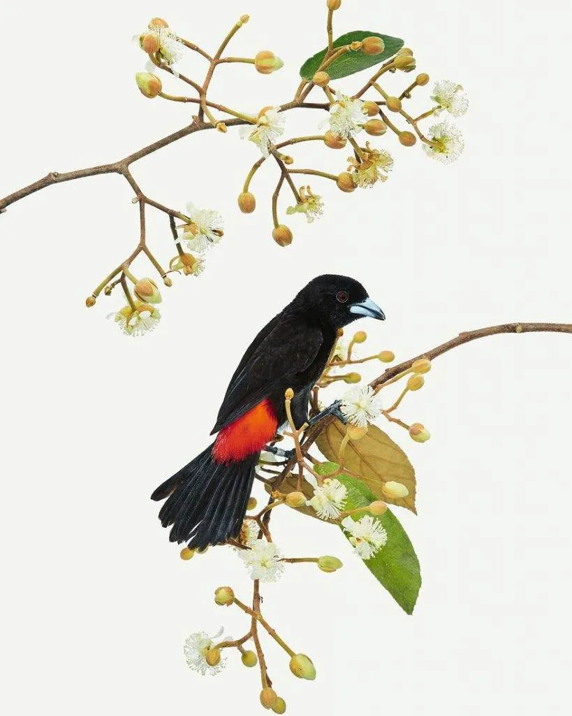 30 Stunning Studio Photographs Of Birds