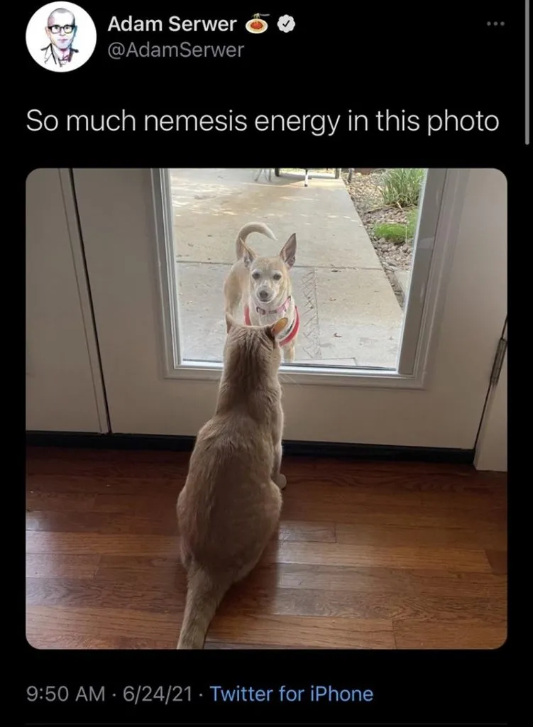 31 Absolutely Funny Animal Memes