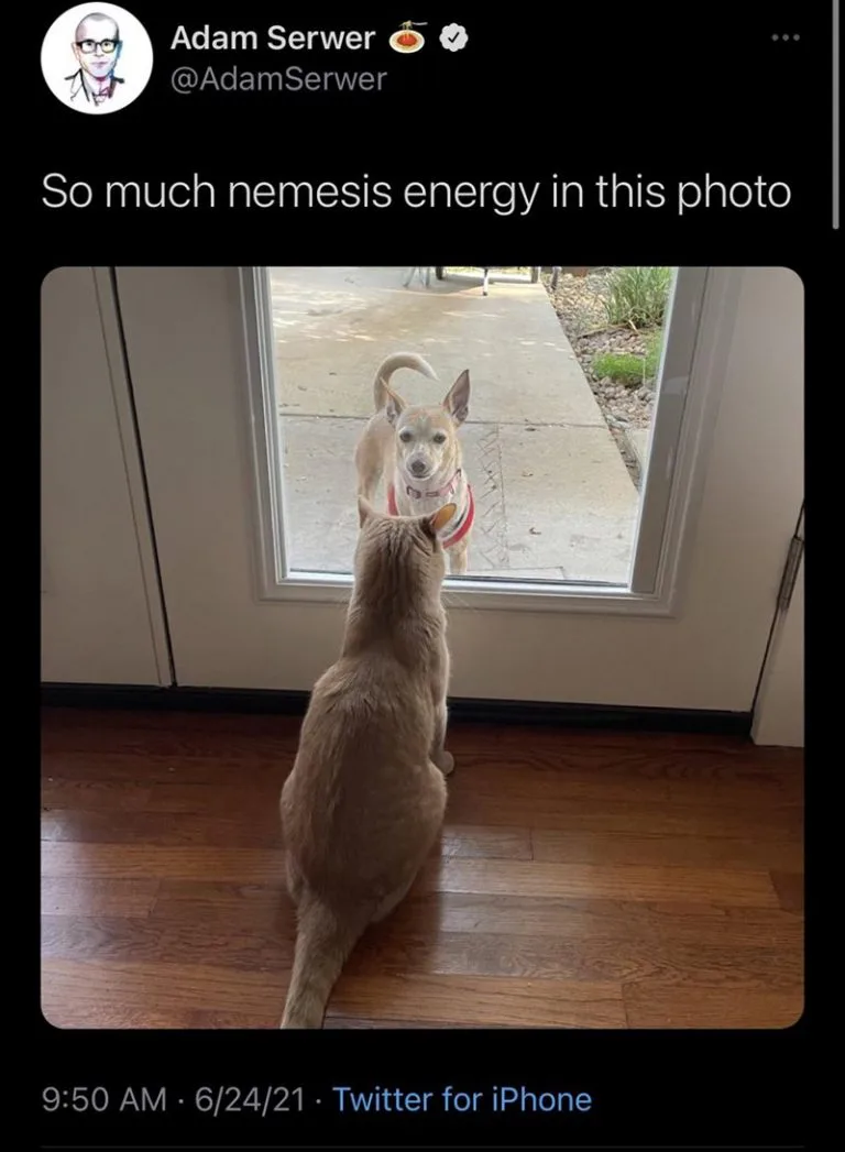 31 Absolutely Funny Animal Memes